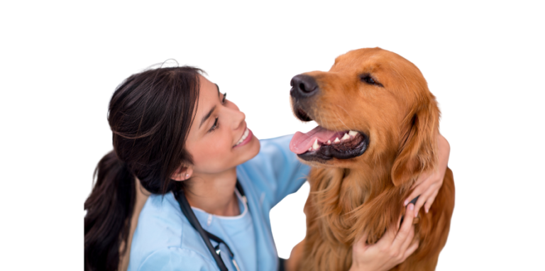 Veterinary Diagnostic Appointment - Pet Ultrasound Chicago