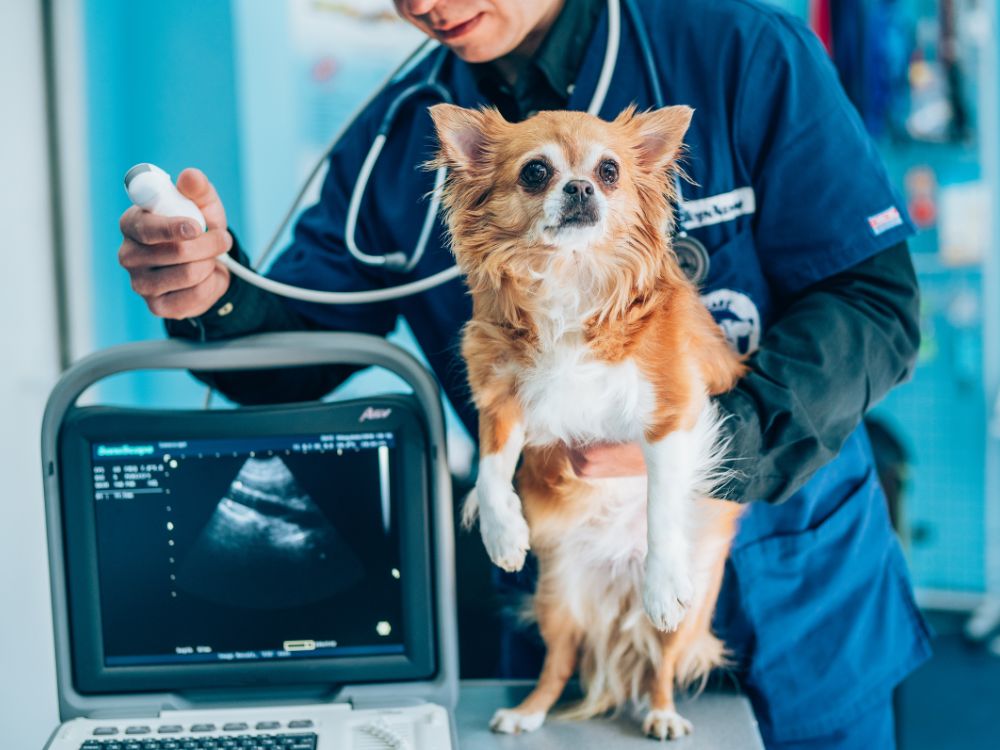 Veterinary Diagnostic Centers Laboratory Services | Chicago, IL